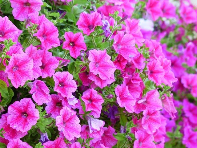 Koleksi Tanaman Hias: Cantiknya Tanaman Bunga Petunia (Petunia Solonacea)