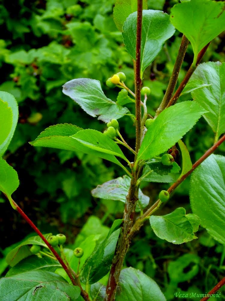 DŽEVDET - DŽEKA MUMINOVIĆ