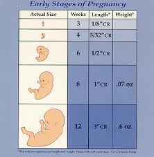 all about motherhood: Pregnancy Stages (First Trimester)