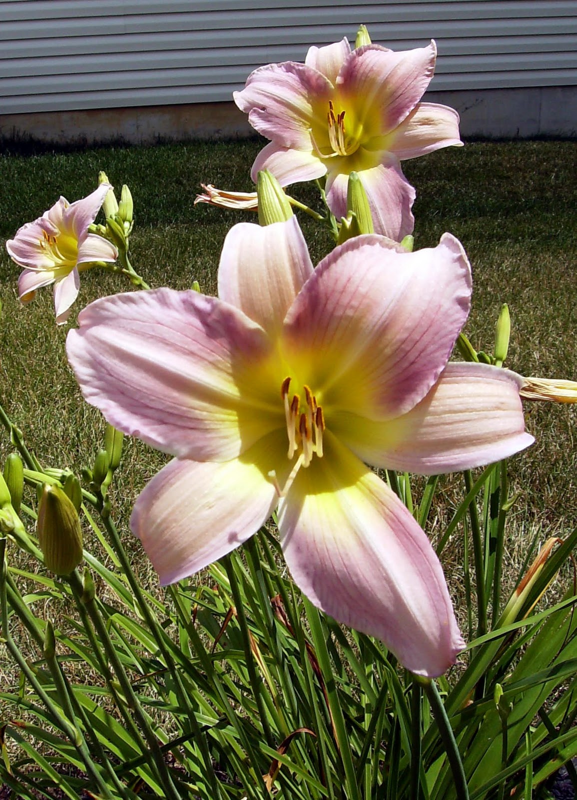 The Blue Iris: Day Lilies