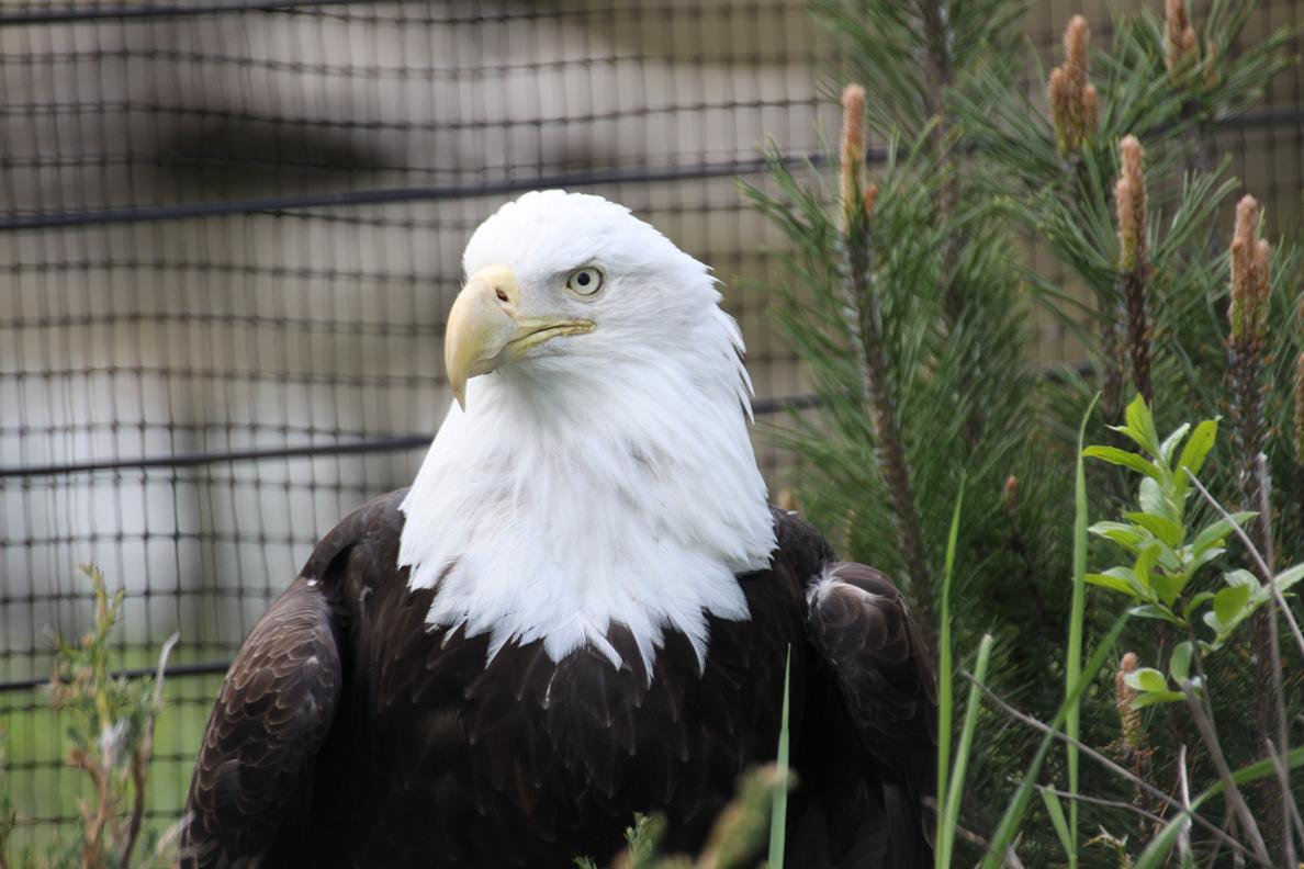 Michigan Exposures: Fauna at the Detroit Zoo