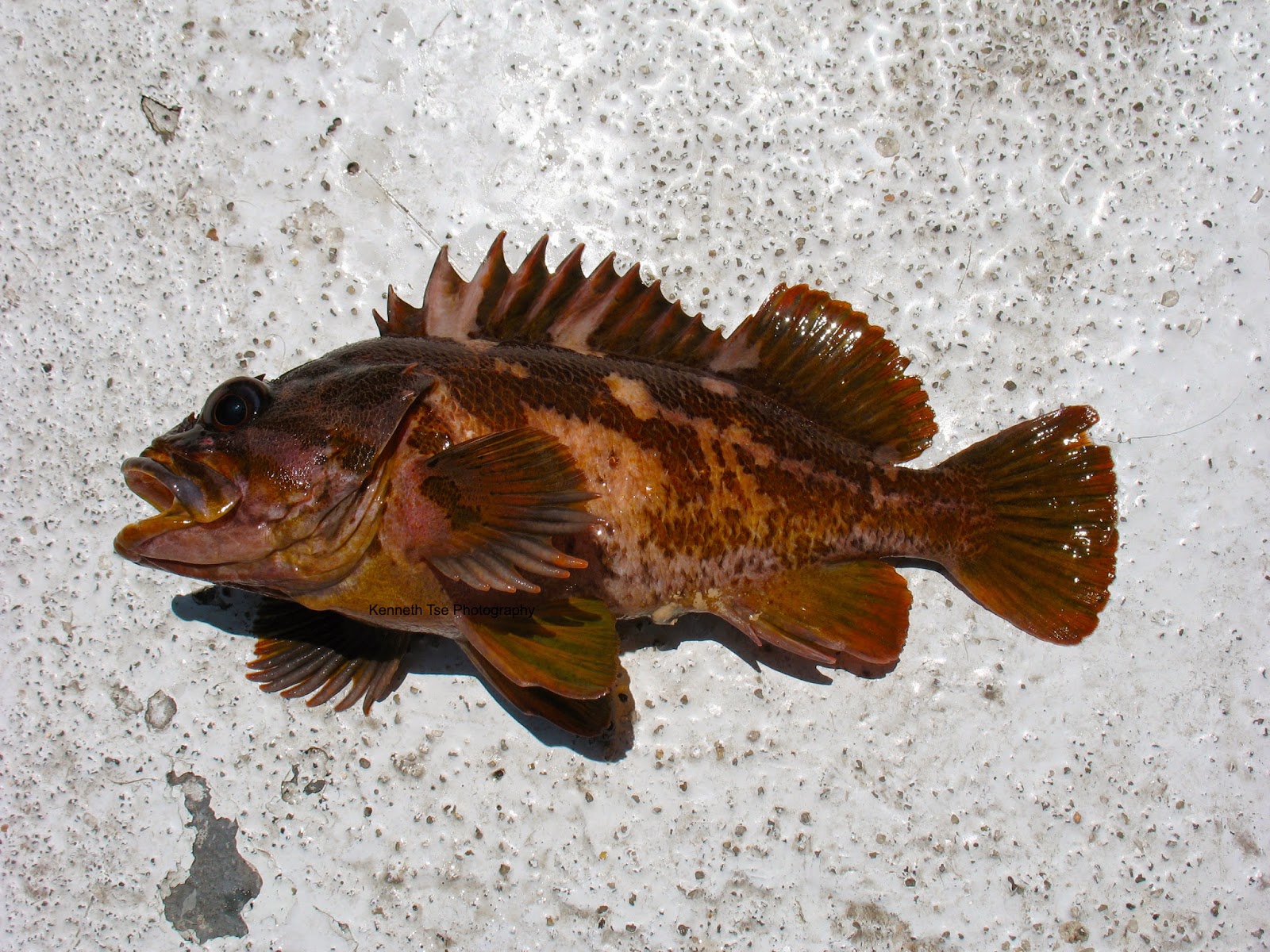 MuskieBait Adventures: 2012 California Road Trip (Day 2)