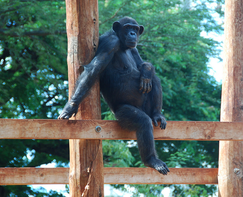 Hawaii Weekends: Honolulu Zoo