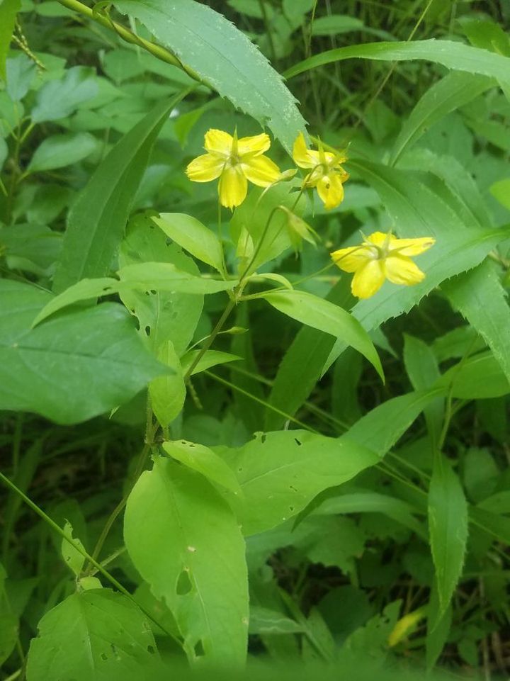 Future Plants by Randy Stewart: Lysimachia