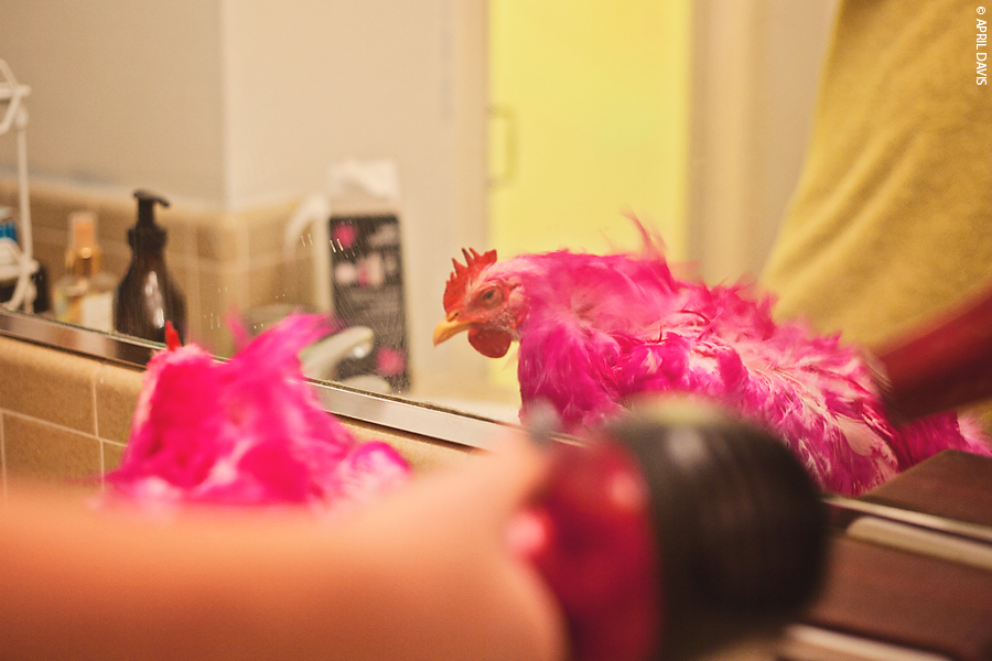 THE PINK CHICKEN: A DIY PROJECT – A Day in April