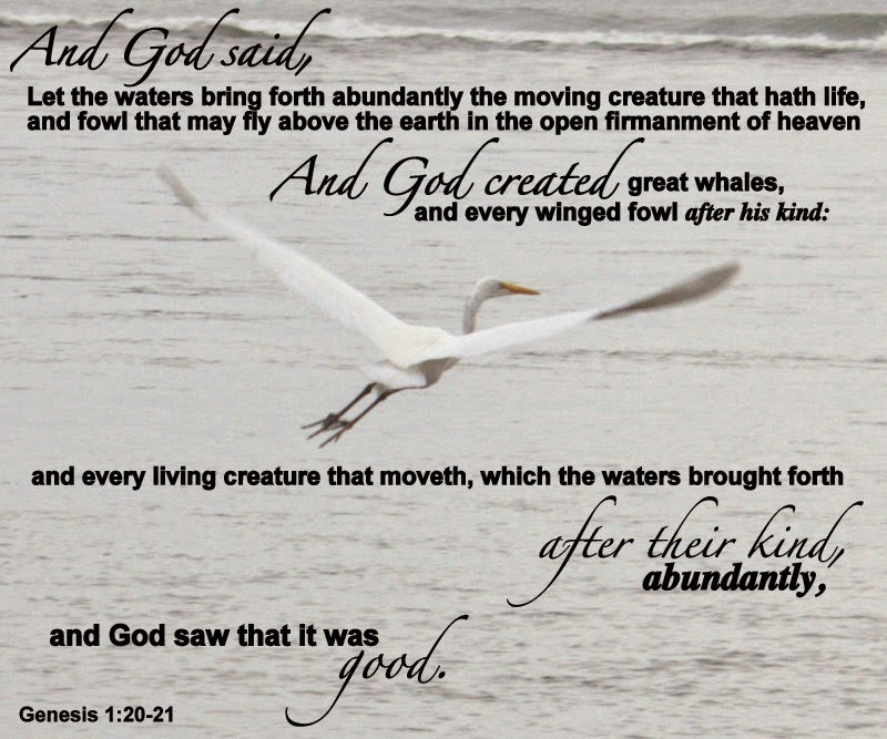 HeavenzLove: devotional photography: Genesis 1:20-21