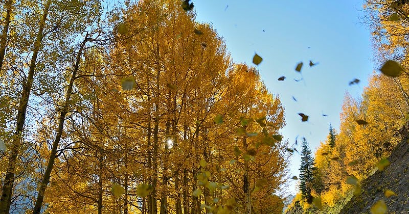 Day Hiking Trails: Photo tips for capturing autumn leaf colors on day hikes