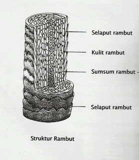 MIZZ ZERYN: PENGENALAN RAMBUT DAN KULIT KEPALA