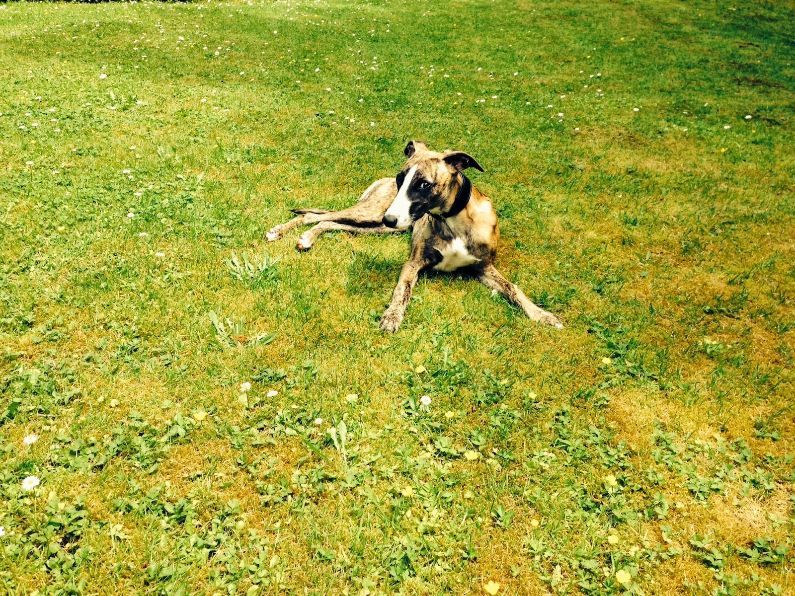 Whippets High on Emotion: Die "O's" im neuen Zuhause (2)