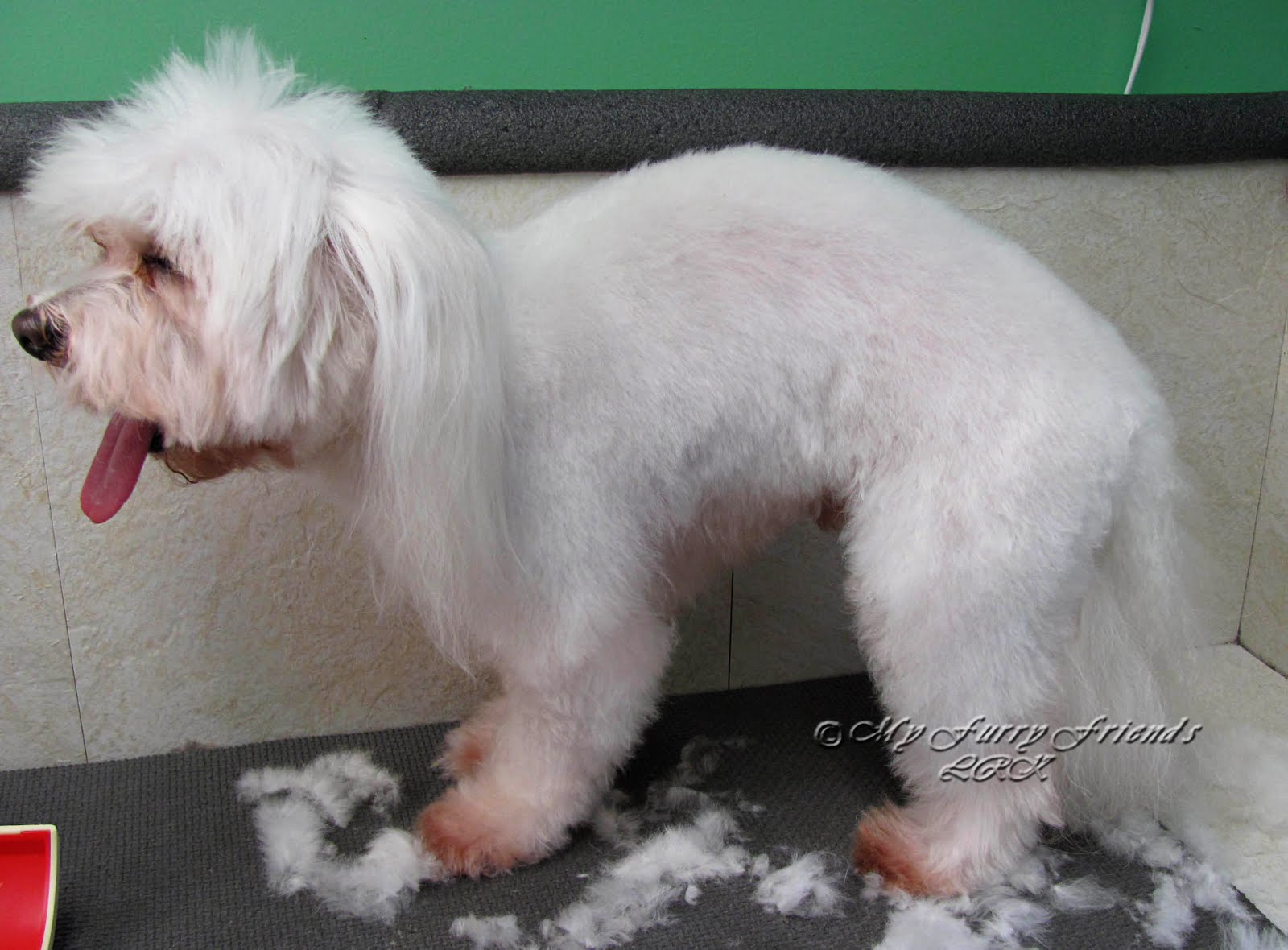 Pet Grooming: The Good, The Bad, & The Furry: Special Cases