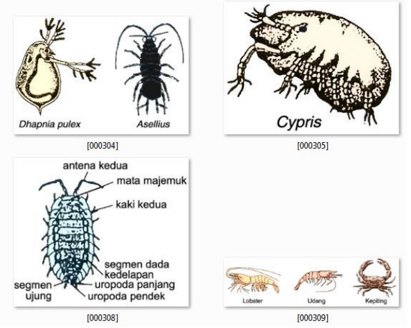 Download Gratis Kumpulan Model Alat Peraga Pembelajaran IPA / Sains SD ...