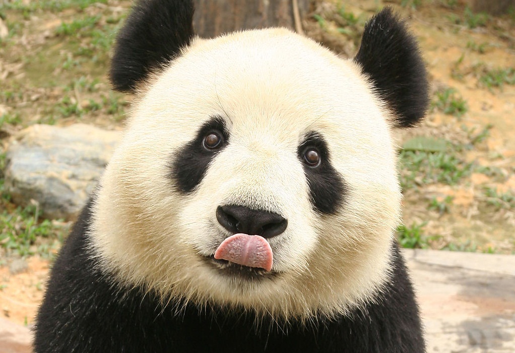 Los Pandas
