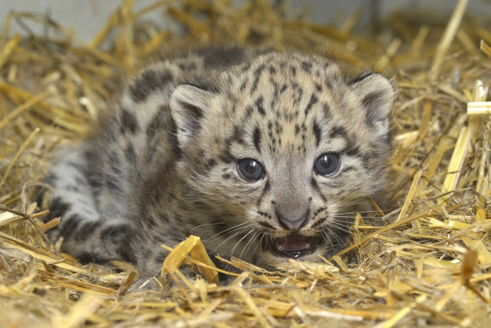 Le Café-philo de droite: THALIA LE BEBE PANTHERE DES NEIGES VOUS SALUE BIEN
