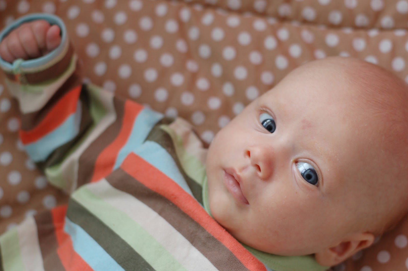 syroovka: května 2013