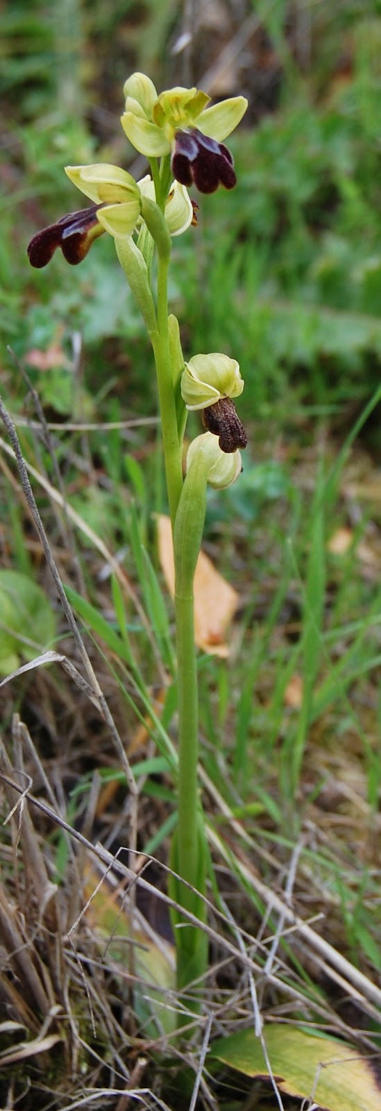Plantas: Beleza e Diversidade: Moscardo-fusco (Ophrys fusca)