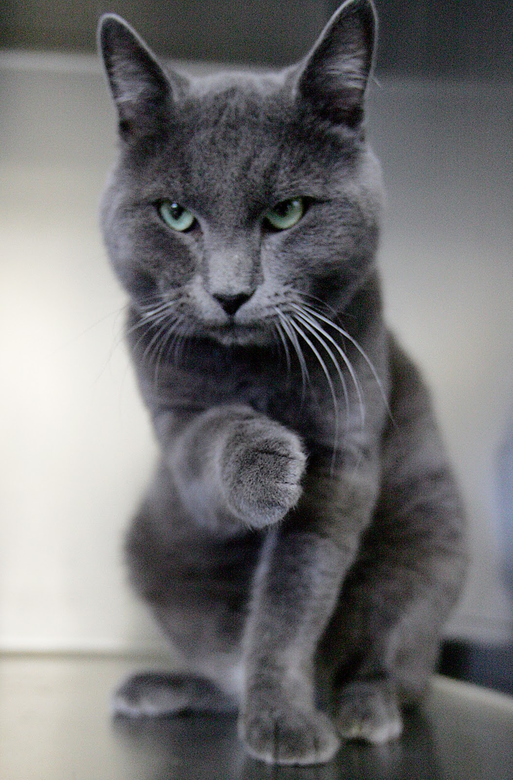 Snapshots: Bad Cat-atude