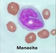 tsanitaris: La sangre