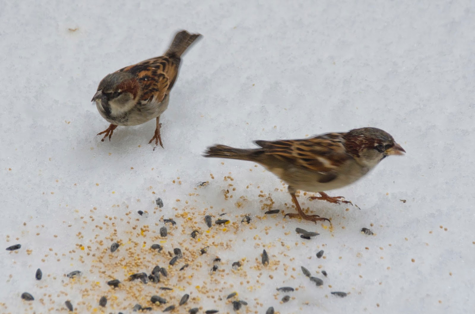 Urban Wildlife Guide: First Snow