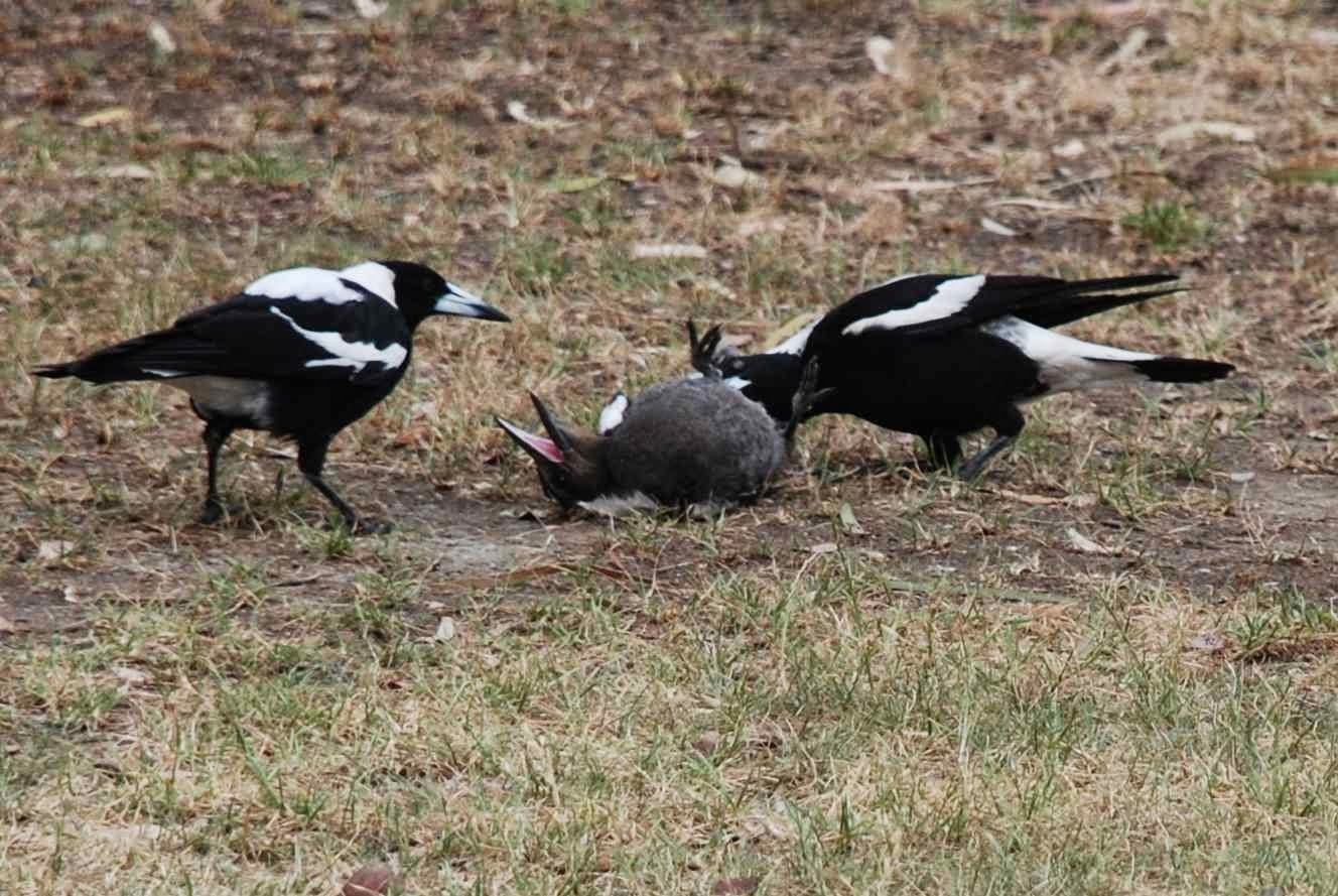 My dog : Australian magpie plays with a canine friend
