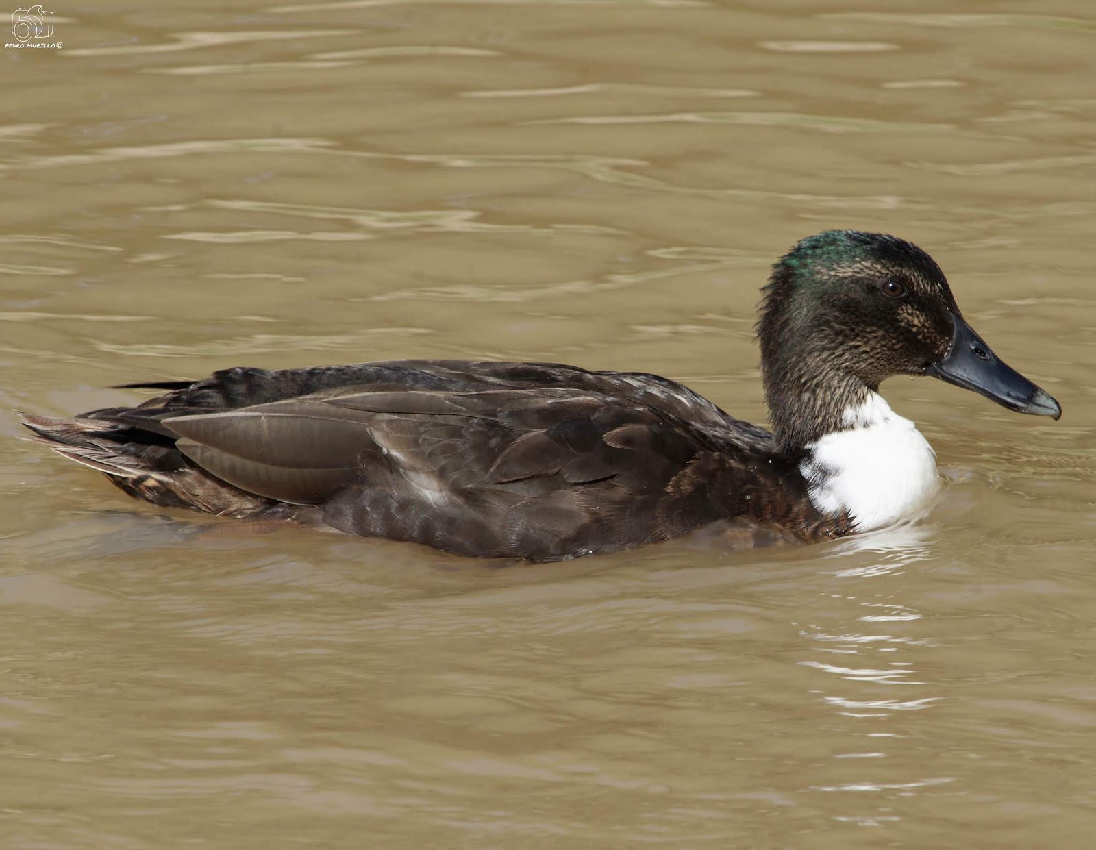 Las excursiones de Murillo "murillonature": Pato doméstico (Anas ...