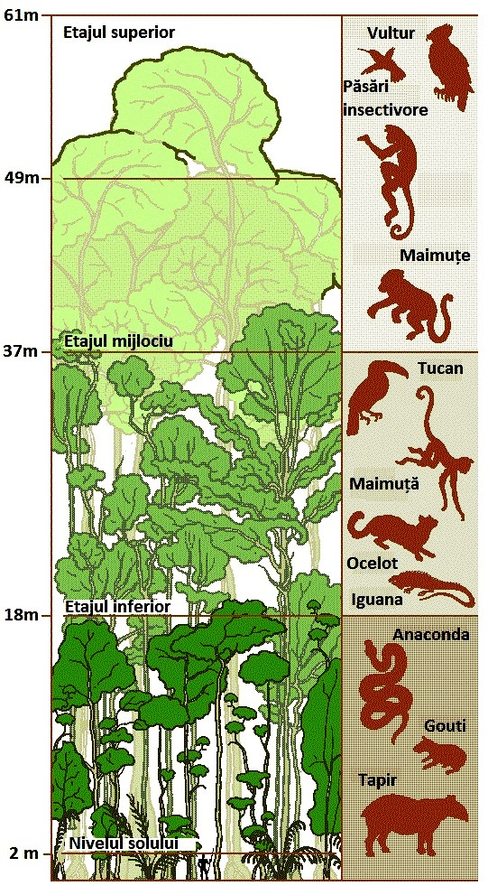 GEOGRAFILIA: Zonele biogeografice: zona caldă