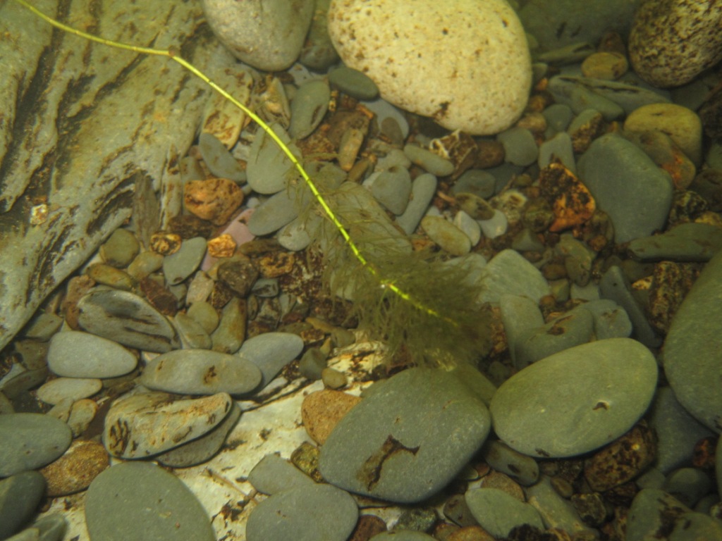 Gwynedd Sub Aqua Club Blog: Diving at Cobden's