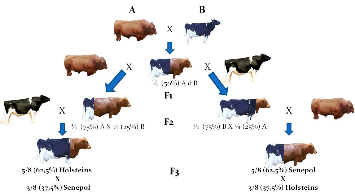 José Bueno Pérez: Mejoramiento Genetico