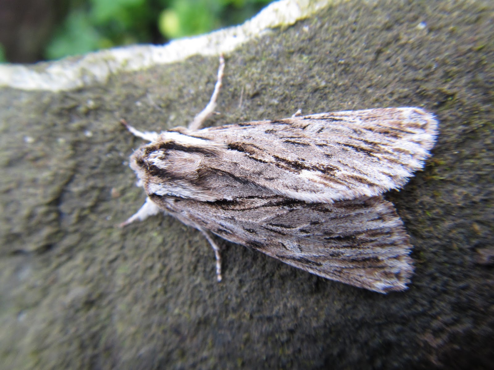 Carmarthenshire Moth and Butterfly Group: Sprawler