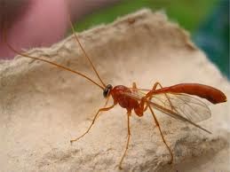 Public Information Library: Larawan ng iba't-ibang mga insekto