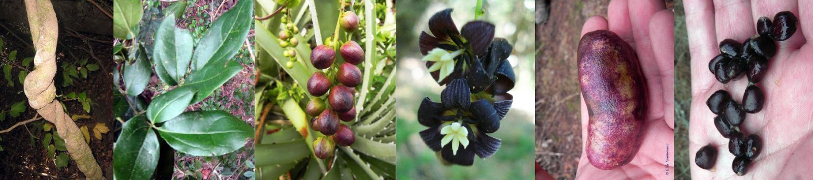 Apuntes botánicos: diciembre 2008