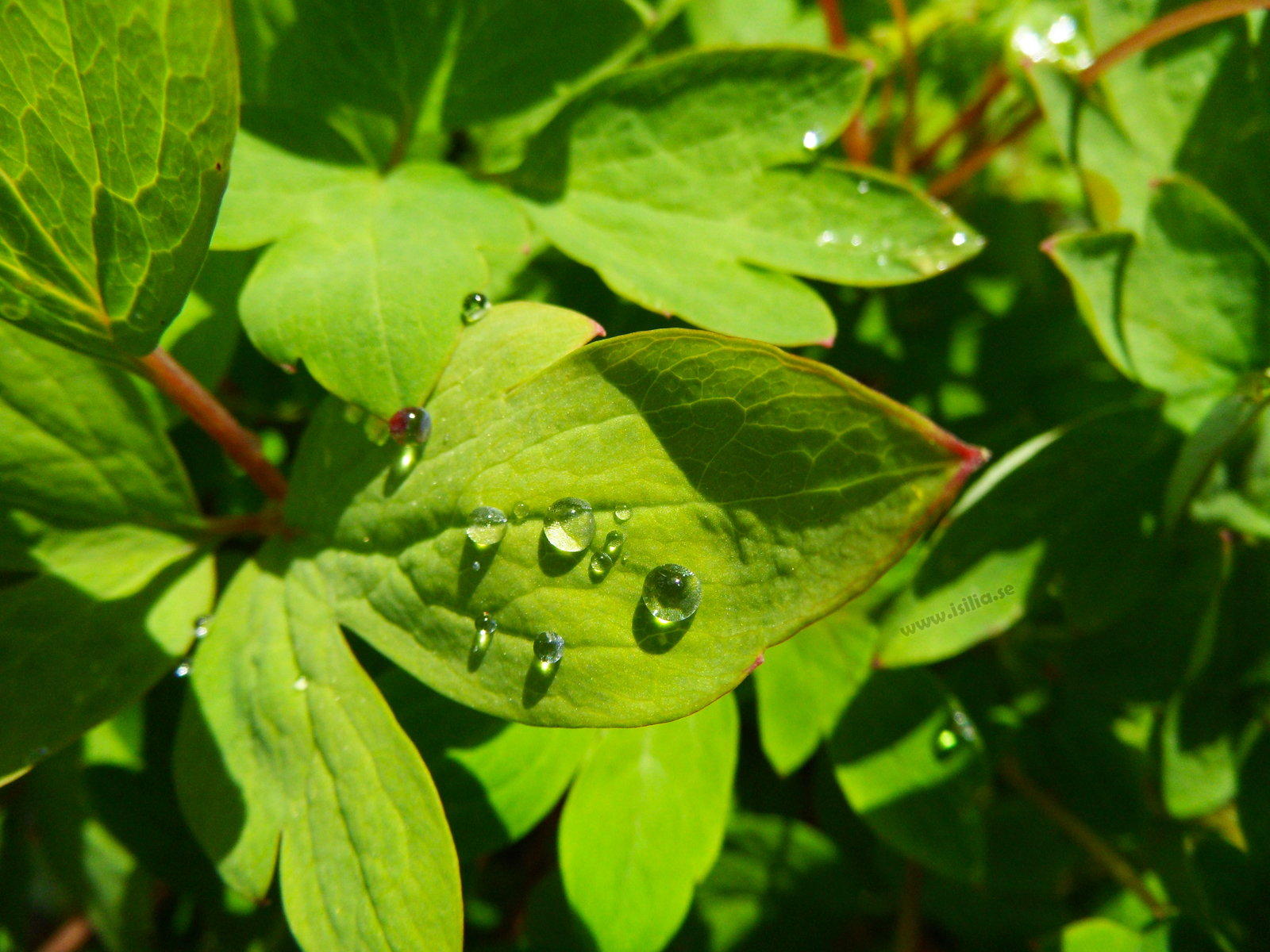 Isilias Blogg: Grönt blad med vattendroppe - Skrivbordsbakgrund
