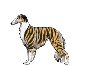 Furry-Paws Dog Breed Colors : Silken Windhound Colors