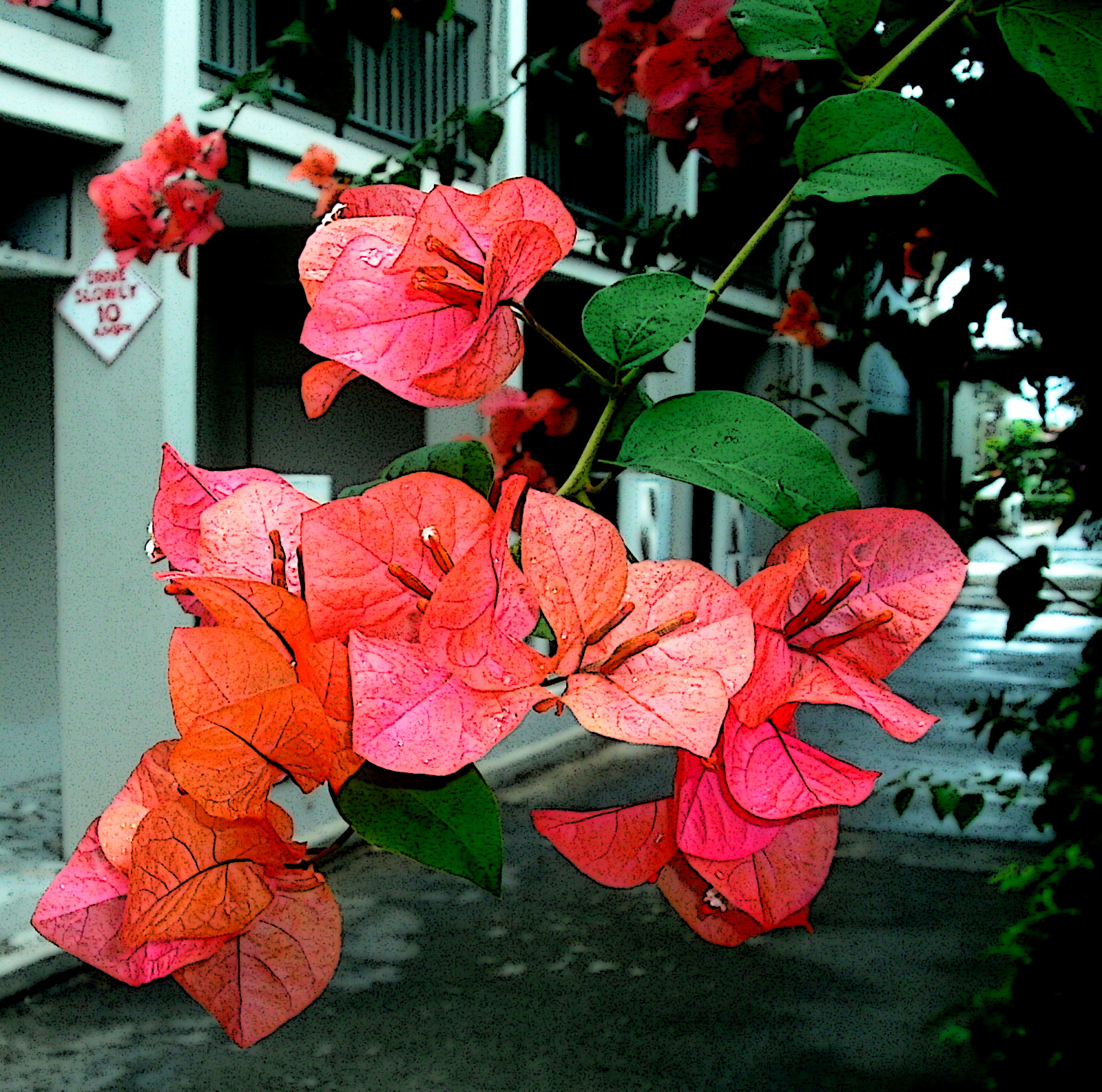 Geelong Visual Diary: Flowers and trees of Fiji