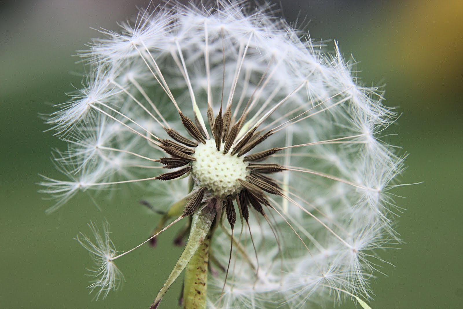 Round The Bend: Dandelion Macros