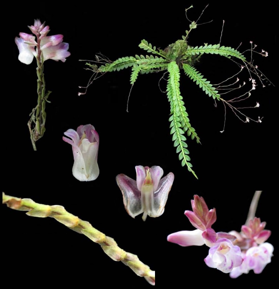 Species New to Science: [Botany • 2017] Appendicula cordata ...