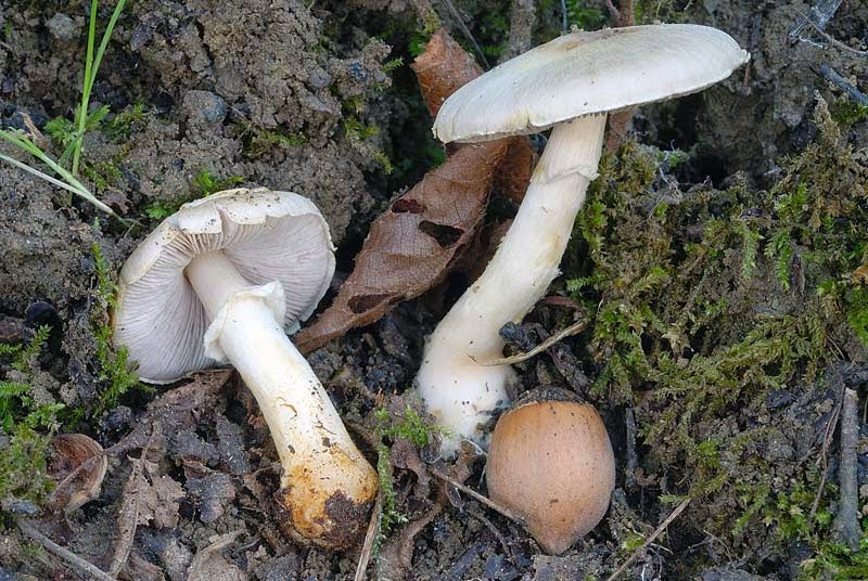 Funghi Teramani: Agaricus luteomaculatus (F.H. Møller) F.H. Møller