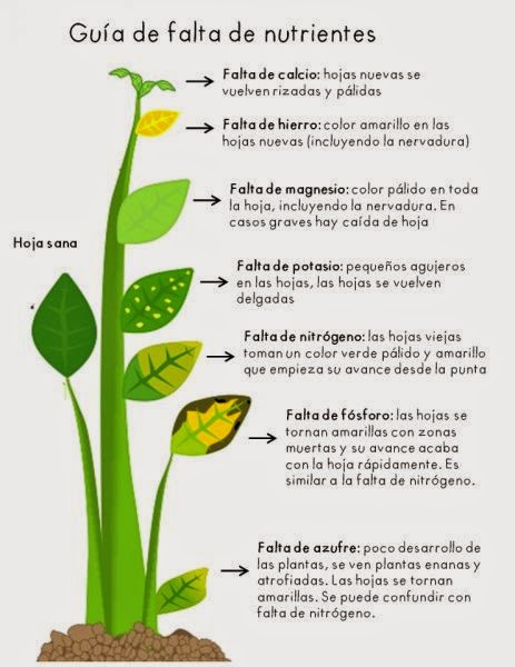 El aspecto de las hojas en nuestras plantas | Plantas