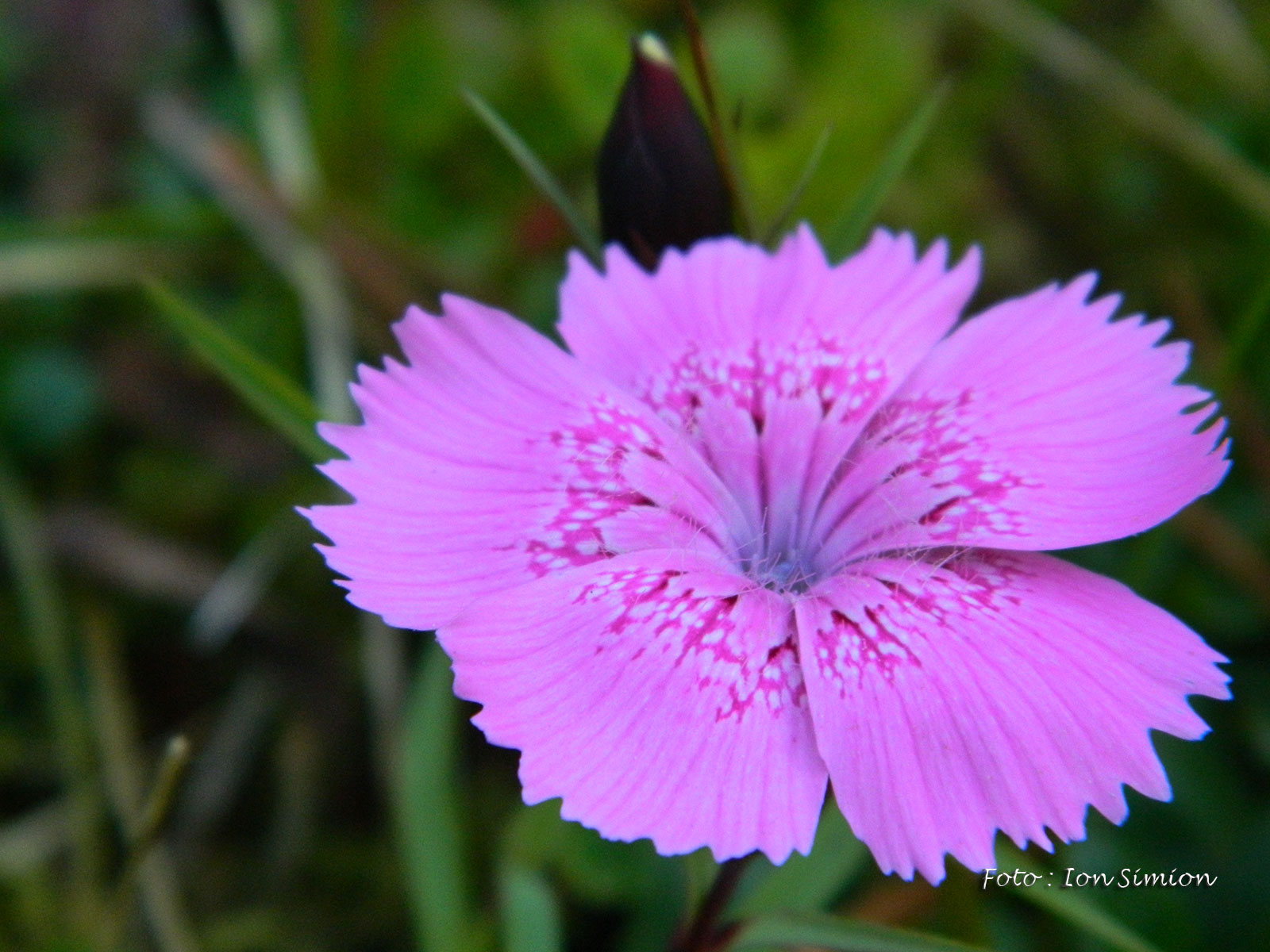 De vorba cu mine însumi: Garofiţa Pietrei Craiului