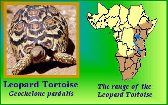 randuwa: East African Savanna: The Reptiles