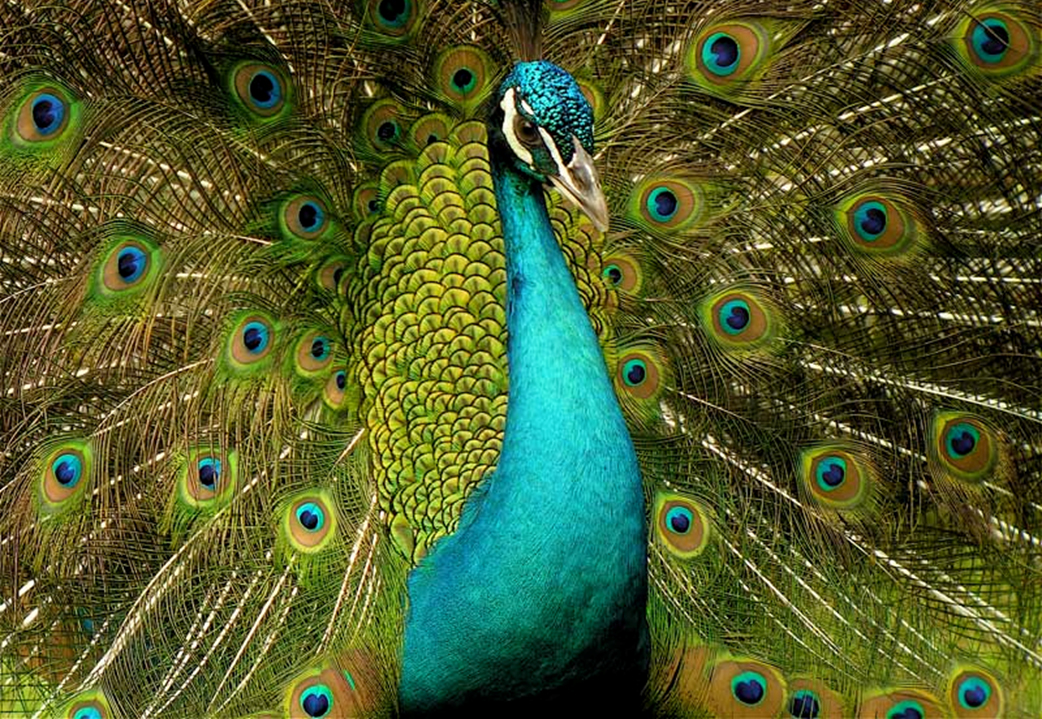 Rules of the Jungle: Peafowl