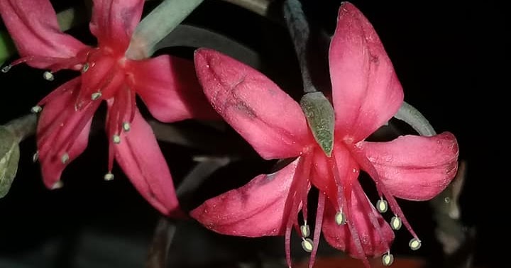 Suculentas : Tacitum Bellum