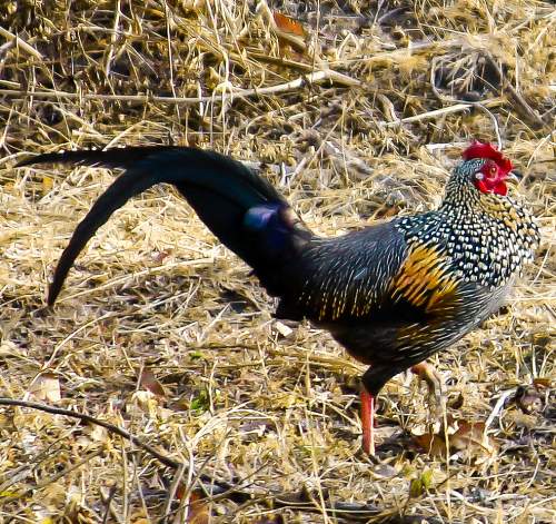 Grey junglefowl photos | Birds of India | Bird World