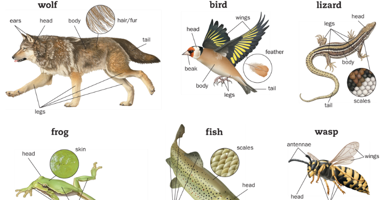 The Scientikids 2019 "Animals": BODY PARTS. Learn and play