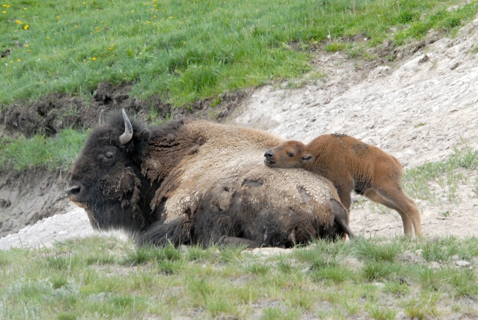 All About Animal Wildlife: American Bison Animal Few Facts and Images