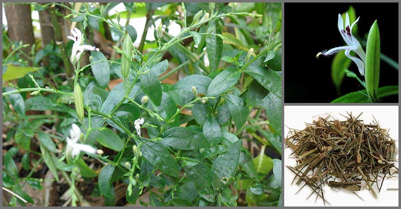 Sinta Plant (King Of Bitters): A Bitter Plant That Can Help Us Fight ...