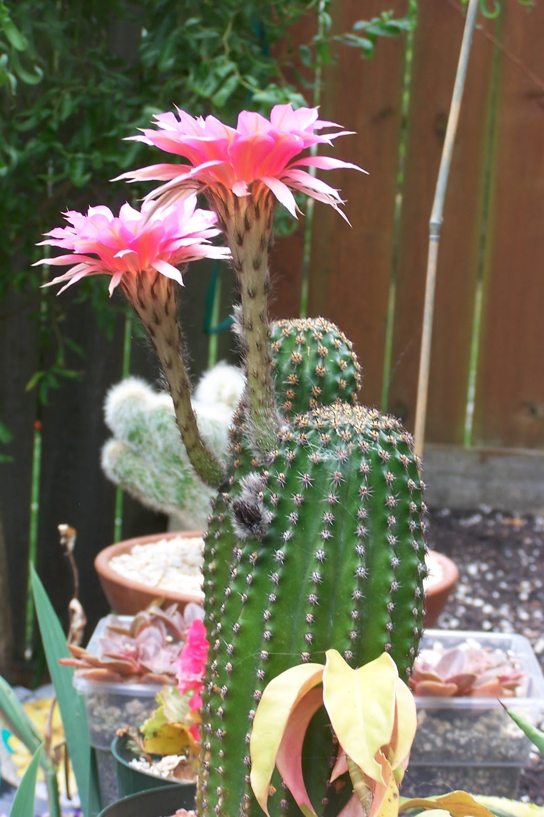 Oregon Cactus Blog: Echinopsis 'Rose'