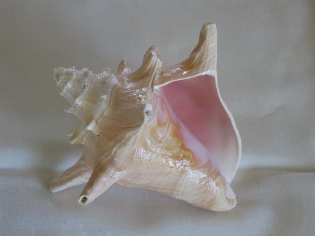 biomathcraft: A Proper Pattern for a Fibonacci Seashell