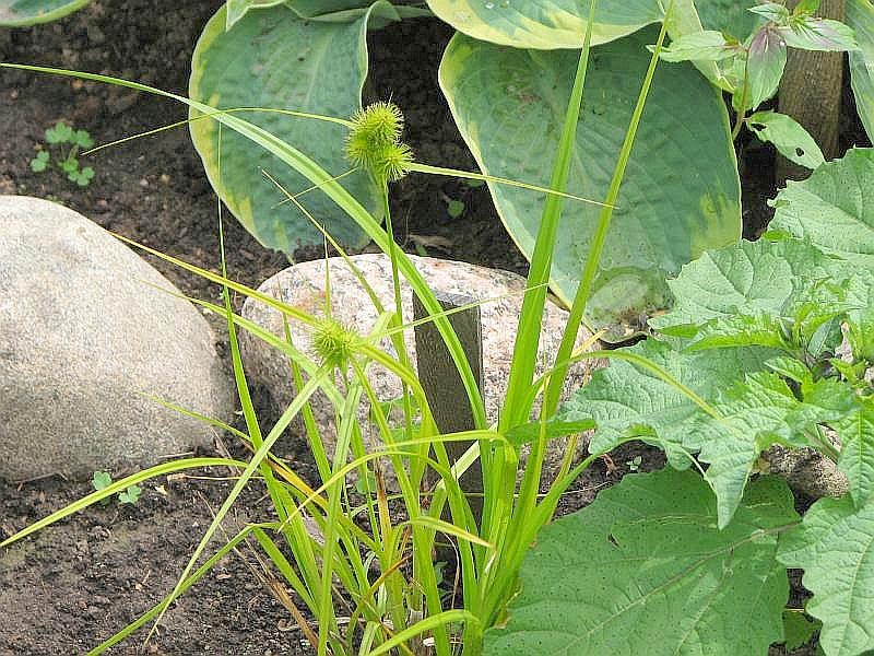 kahe valla piiri peal: VARRED - KÕRRED, ÕISIKUD - PÄHIKUD