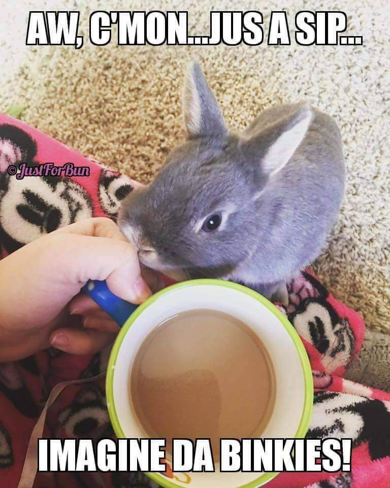 Rabbit Ramblings: Funny Bunny Memes