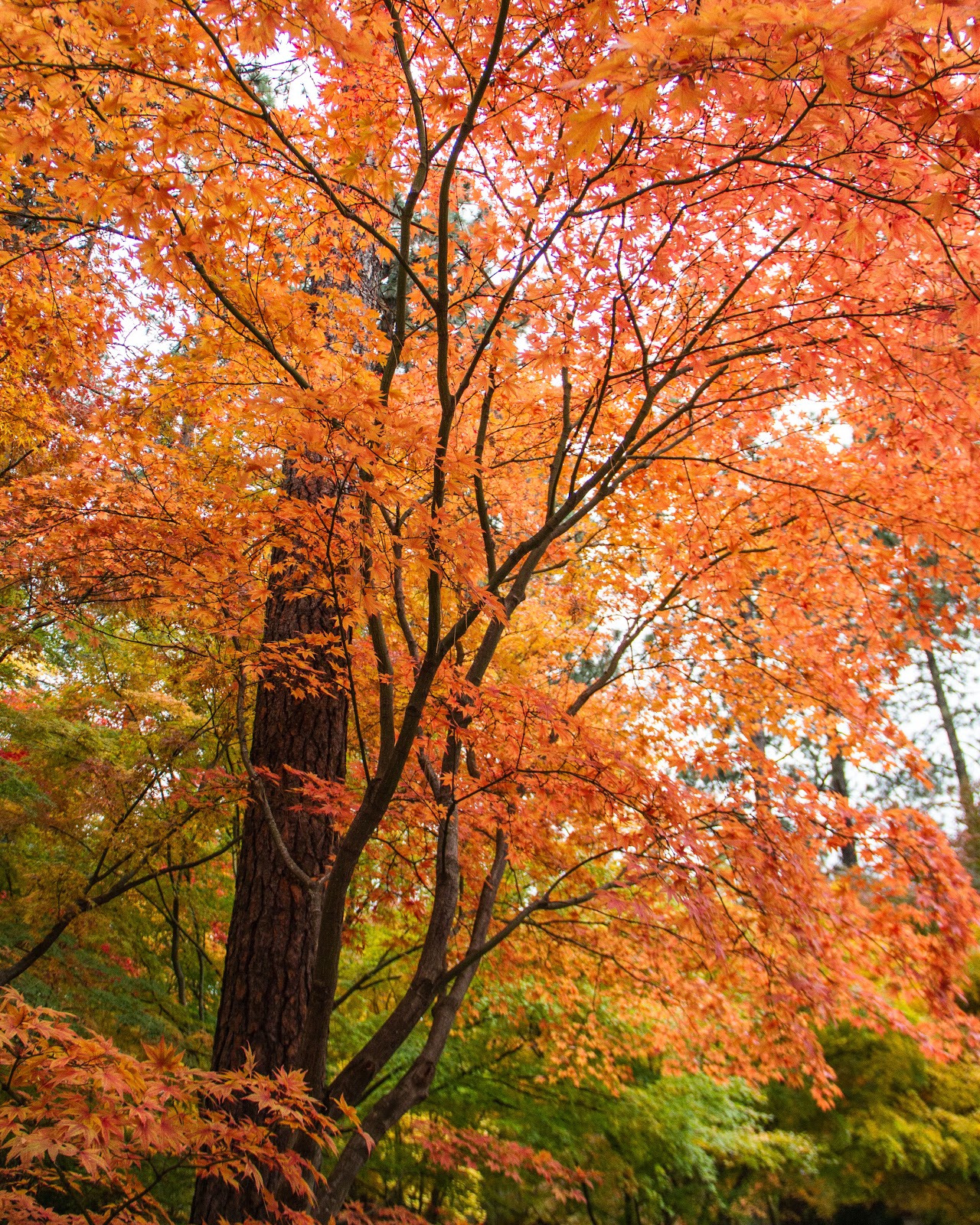 The Paper Boutique: Manito Park